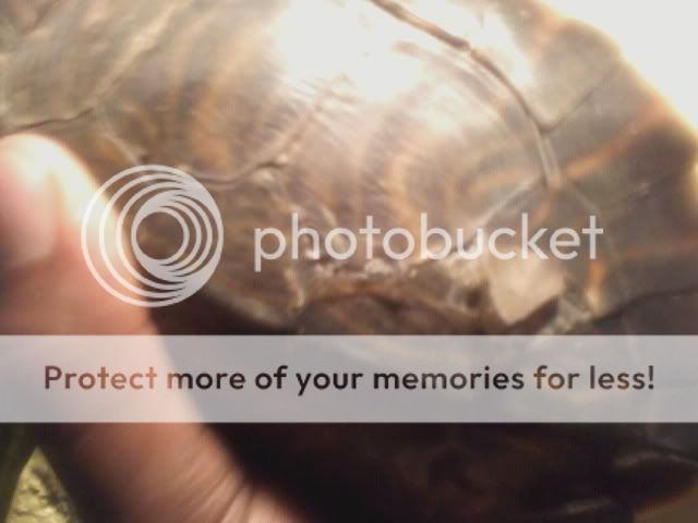 Redearslider.com :: View topic - Shell discoloration on RES