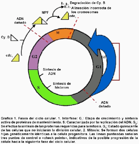 Acoplamiento de fase S C/ fase